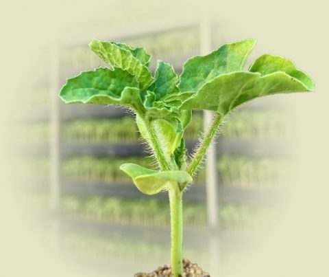 Wide Bay Seedlings | Grown to order, quality seedlings